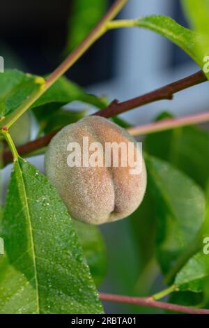 'Frost' Peach, Persika (Prunus persica Stock Photo - Alamy