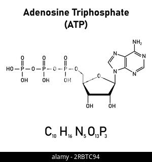Neurotransmitter, adenosine triphosphate chemical formula of molecule ...