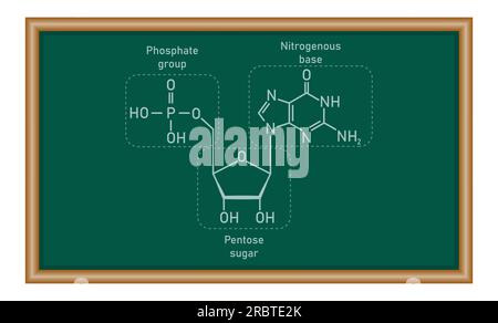 Chemical structure of DNA nucleotide. Three parts of a nucleotide. Phosphate group, pentose ...