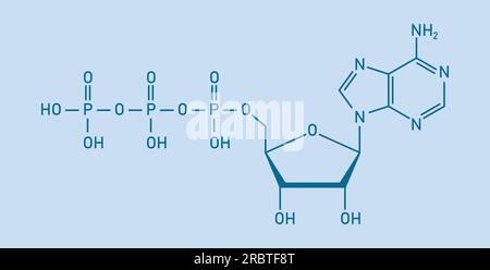 Chemical structure of Adenosine triphosphate (ATP) (C10H16N5O13P3 ...