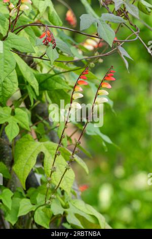 Ipomoea lobata, the fire vine, firecracker vine or Spanish flag Stock ...