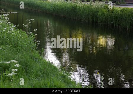 Beautiful view of channel with green reeds outdoors Stock Photo - Alamy