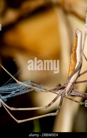 Rufous net casting Spider, Ogre-faced Spider with net Stock Photo - Alamy