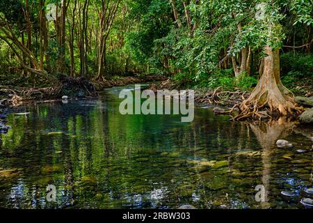 Mauritius, Savanne district, hiking in the Black River Gorges National ...