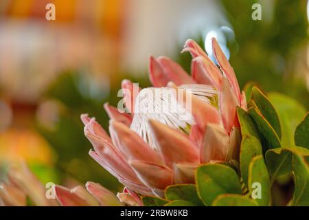 beautiful protea flower close up Stock Photo - Alamy