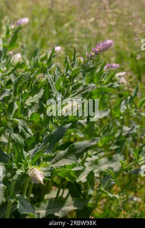 Melampyrum arvense, commonly known as field cow-wheat, is an herbaceous ...