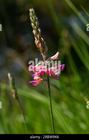 Close up of a common sainfoin (onobrychis viciifolia) flower in bloom ...