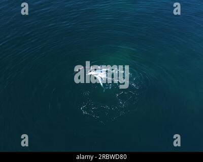 Pod of Dolphins from above Stock Photo - Alamy