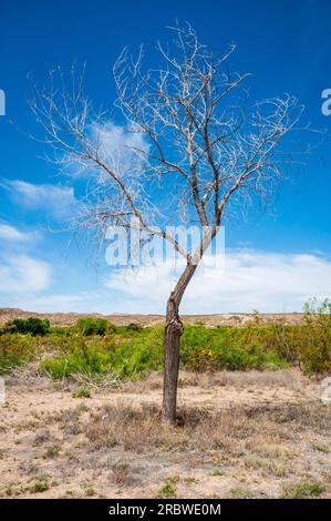 Fort Selden State Monument in New Mexico Stock Photo - Alamy