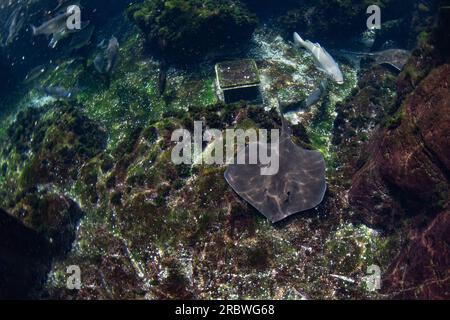 male common stingray in a aquarium Stock Photo - Alamy