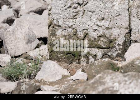 11 July 2023, Saxony, Dresden: Hunger stones on the banks of the Elbe ...