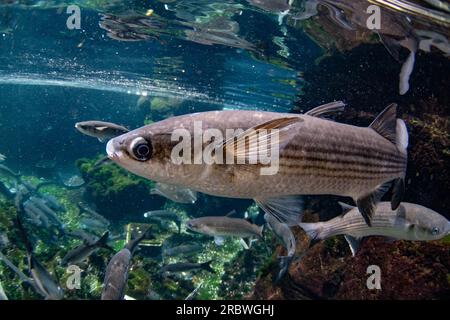thick lipped mullet in bristol aquarium Stock Photo - Alamy