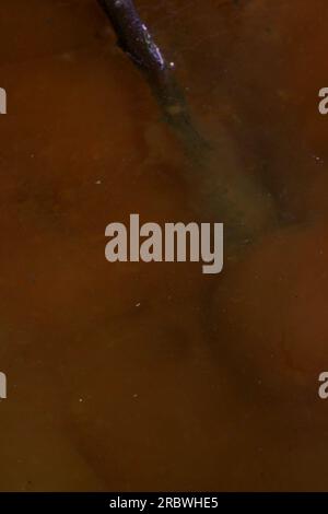 Red and slimy water in a polluted lake Stock Photo - Alamy