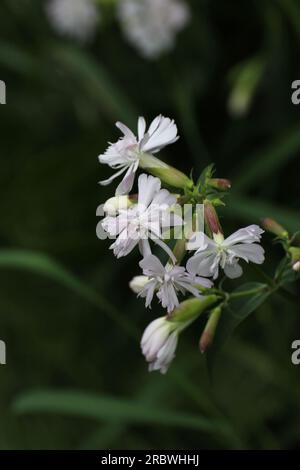 Flower from the Silene genus (campion/catchfly Stock Photo - Alamy