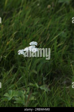 Selective focus shot of a yarrow Stock Photo - Alamy