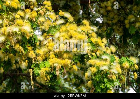 Delicate yellow flowers of Albizia lebbeck or Siris Tree or Woman's ...