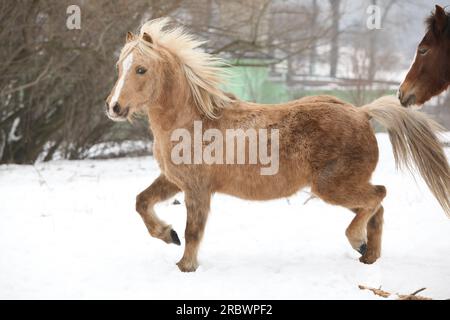 Nice pony running in the snow in winter Stock Photo - Alamy