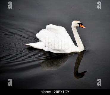 A closeup of the reflection of a graceful mute swan stretching its neck ...