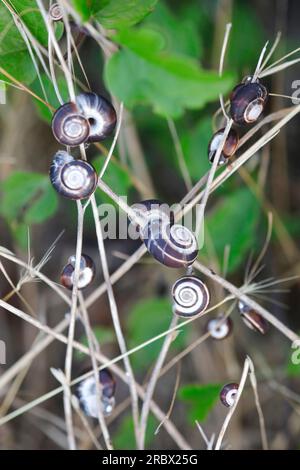 Beautiful Little Snails Stock Photo - Alamy