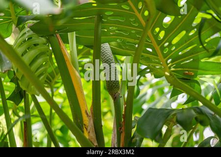 Monstera deliciosa growing in Madeira Stock Photo - Alamy