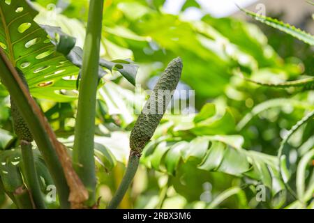 Monstera deliciosa growing in Madeira Stock Photo - Alamy