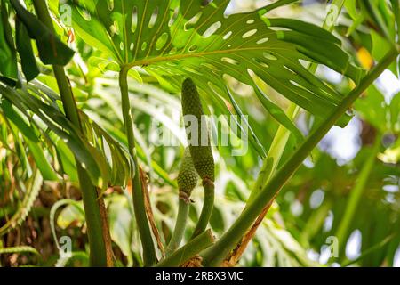 Monstera deliciosa growing in Madeira Stock Photo - Alamy