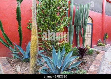Wooden door and lots of cacti in front. Typical intense colors in the ...