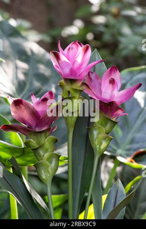 Turmeric, (Curcuma longa) with yellow flowers isolated on black ...