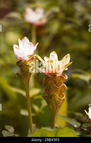 Turmeric, (Curcuma longa) with yellow flowers isolated on black ...