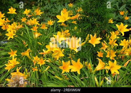 Hemerocallis hybrid daylily 'Aztec Gold' in flower Stock Photo - Alamy