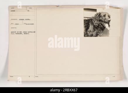 "Mascot of 2nd Field Battalion Signal Corps, 'Jimmy,' a dog born in ...