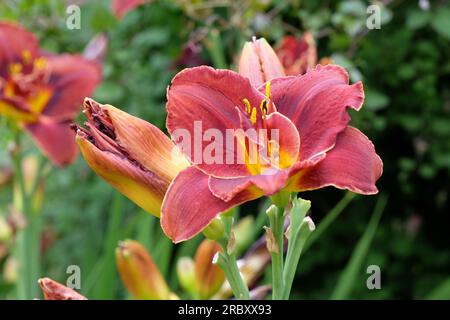 Hemerocallis hybrid daylily 'Night Embers' in flower Stock Photo - Alamy