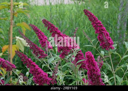 Buddleja butterfly bush 'Miss Ruby' in flower Stock Photo - Alamy