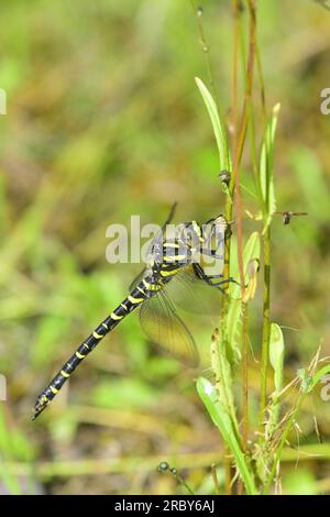 Golden-ringed dragonfly at Callander Scotland Stock Photo - Alamy