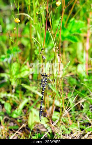 Golden-ringed dragonfly at Callander Scotland Stock Photo - Alamy