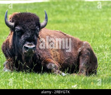 American buffalo bison bovine wallowing in the grass Stock Photo - Alamy