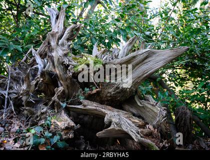 An old wooden snag in a tropical forest covered with moss Stock Photo ...