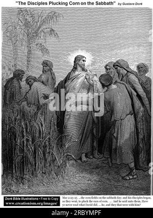 Disciples plucking corn on the Sabbath. Jesus went on the sabbath day ...