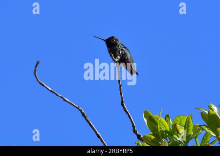 Anna's hummingbird, Annakolibri, Colibri d'Anna, Calypte anna, Anna ...