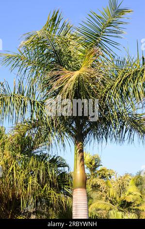 The Royal Palm Tree is the Cuban National Tree a symbol of the ...