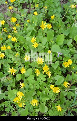 In spring, Ranunculus ficaria blooms in the wild Stock Photo - Alamy