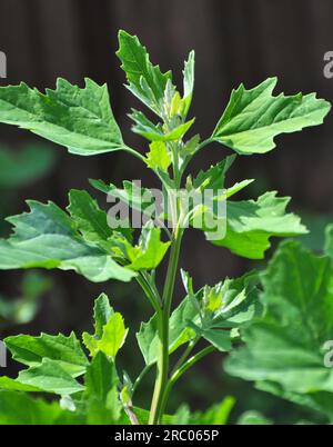 In nature, the field grows a fat hen (Chenopodium album Stock Photo - Alamy