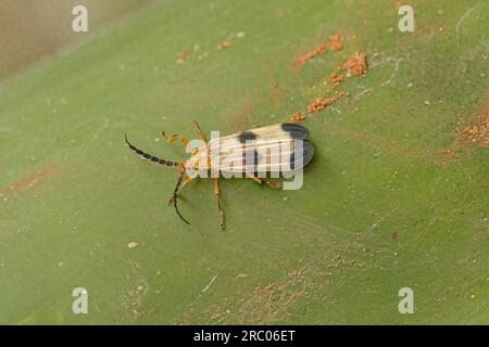 Adult Net-winged Beetle of the Family Lycidae Stock Photo - Alamy