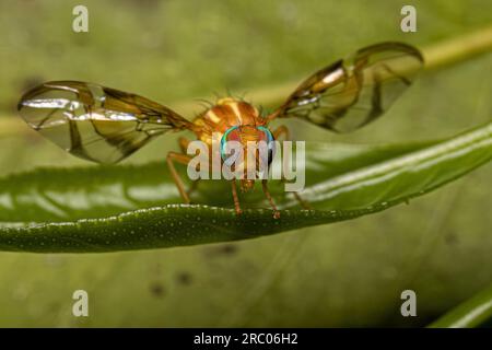 Adult Fruit Fly of the Genus Anastrepha Stock Photo - Alamy