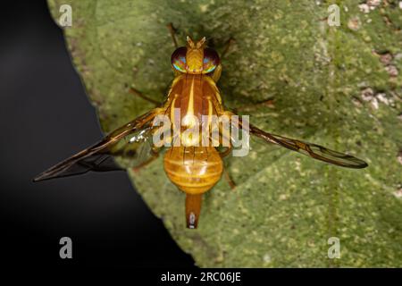 Adult Fruit Fly of the Genus Anastrepha Stock Photo - Alamy