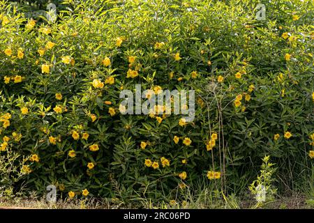 Allamanda Flowering Plant of the genus Allamanda Stock Photo - Alamy