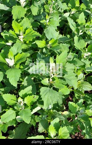 In nature, the field grows a fat hen (Chenopodium album Stock Photo - Alamy