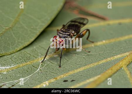 Adult Acalyptrate Fly of the Family Richardiidae Stock Photo - Alamy