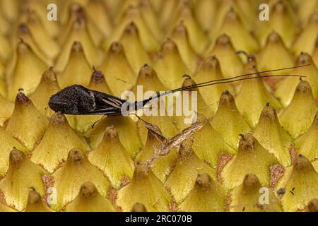 Adult Caddisfly Insect of the Genus Phylloicus Stock Photo - Alamy