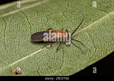 Adult Net-winged Beetle of the Family Lycidae Stock Photo - Alamy